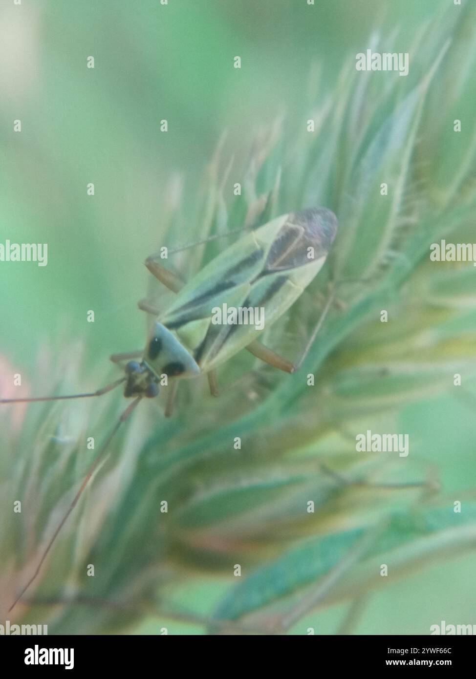 Two-spotted Grass Bug (Stenotus binotatus Stock Photo - Alamy
