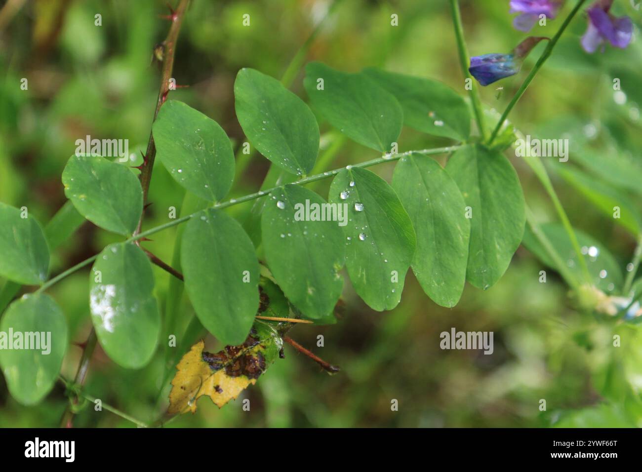 Leafy Pea (Lathyrus polyphyllus Stock Photo - Alamy