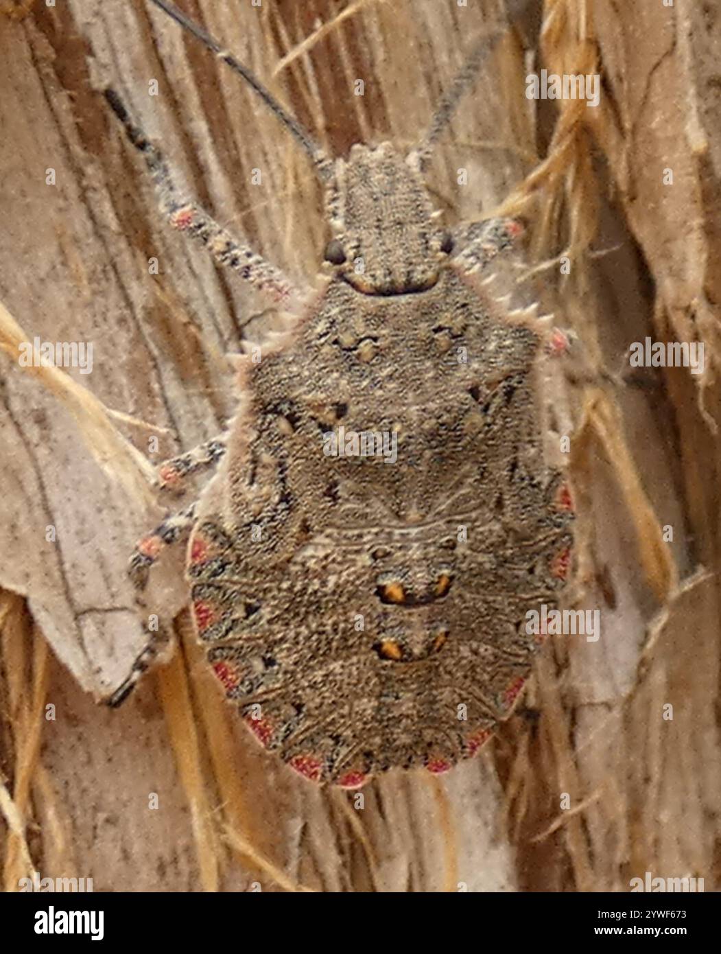 Rough Stink Bugs (Brochymena Stock Photo - Alamy