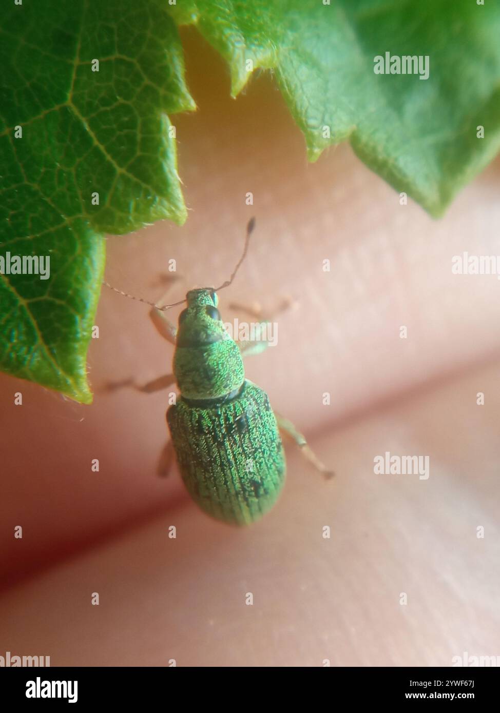 Green Immigrant Leaf Weevil (Polydrusus formosus Stock Photo - Alamy