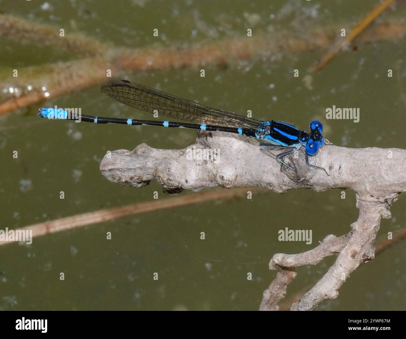Blue-ringed Dancer (Argia sedula Stock Photo - Alamy