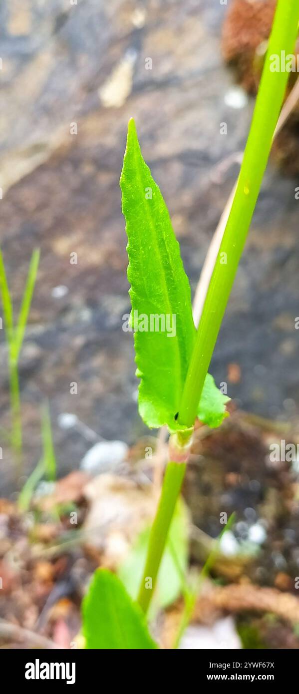 Common Sorrel (Rumex acetosa Stock Photo - Alamy