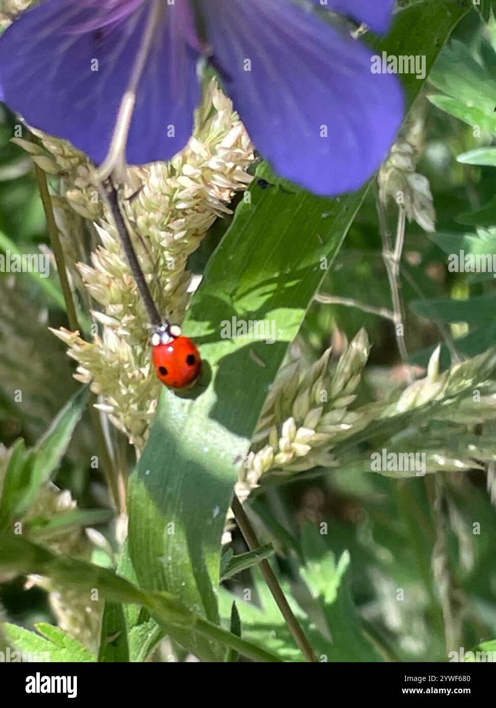 Two-spotted Lady Beetle (Adalia bipunctata Stock Photo - Alamy