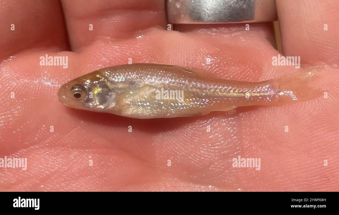 Fathead minnow hi-res stock photography and images - Alamy
