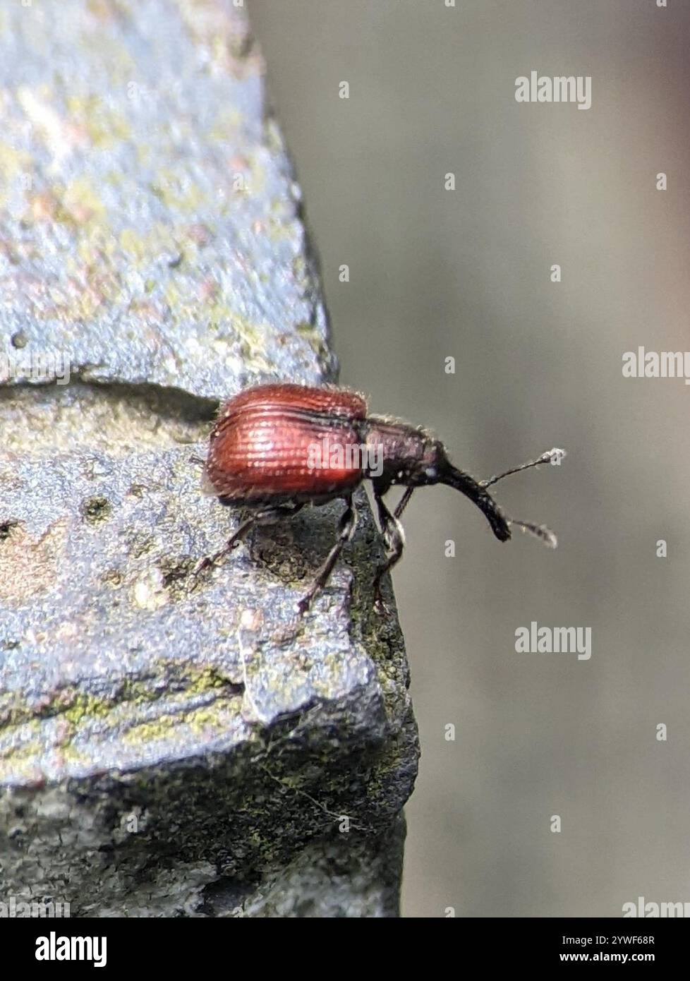 Apple Fruit Weevil (Tatianaerhynchites aequatus Stock Photo - Alamy