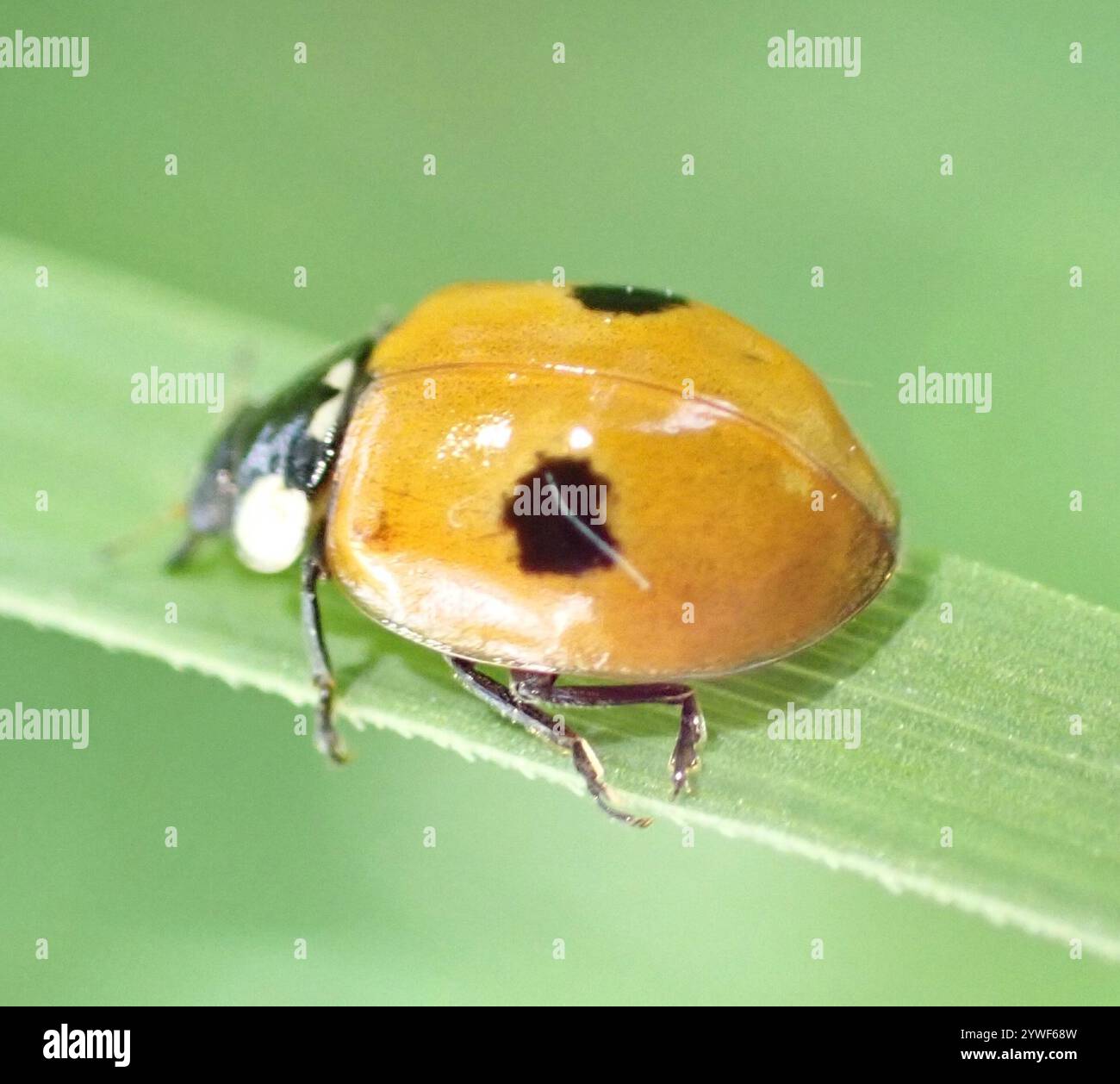 Two-spotted Lady Beetle (Adalia bipunctata Stock Photo - Alamy