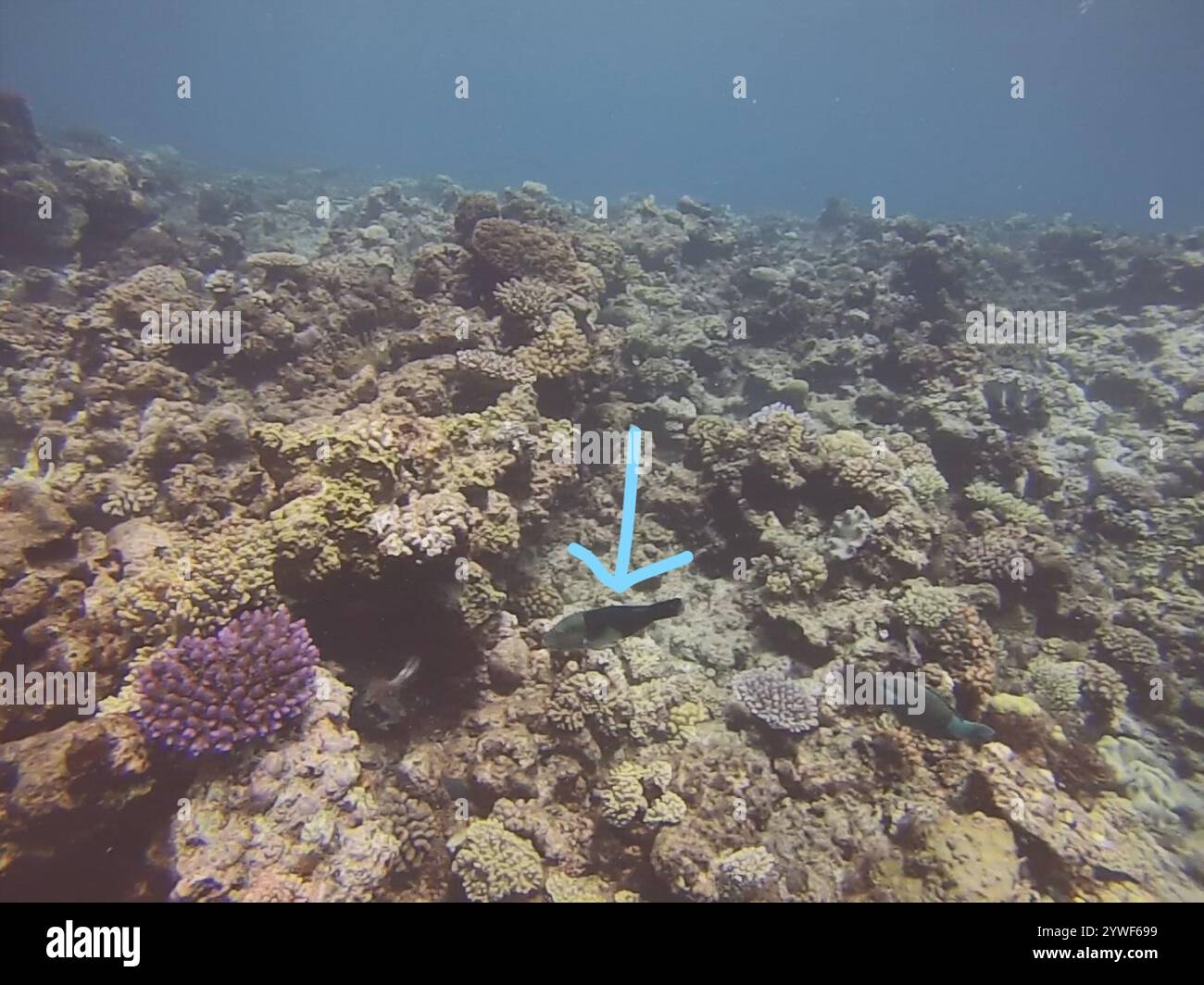 Ray-finned Fishes (Actinopterygii Stock Photo - Alamy