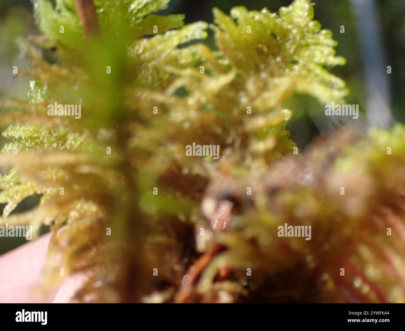 Ostrich-plume Moss (Ptilium crista-castrensis Stock Photo - Alamy