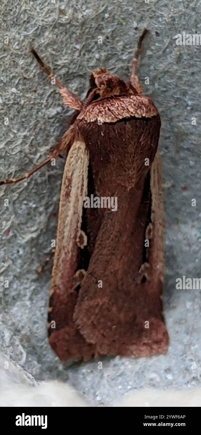 Flame Shoulder Moth (Ochropleura plecta Stock Photo - Alamy
