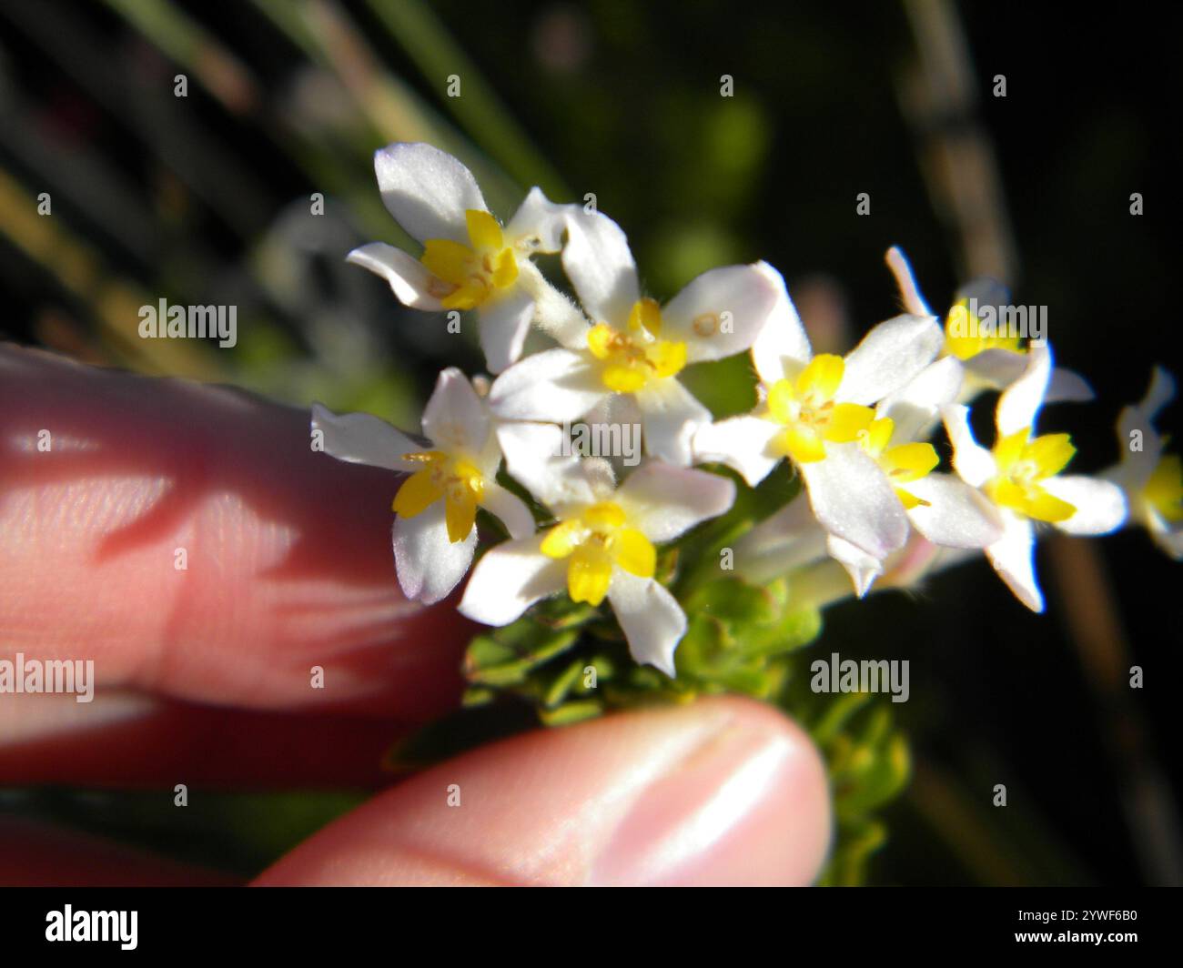 Hairyflower Capesaffron (Gnidia tomentosa Stock Photo - Alamy