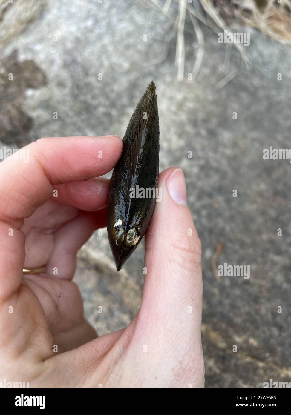 Elliptio complanata hi-res stock photography and images - Alamy