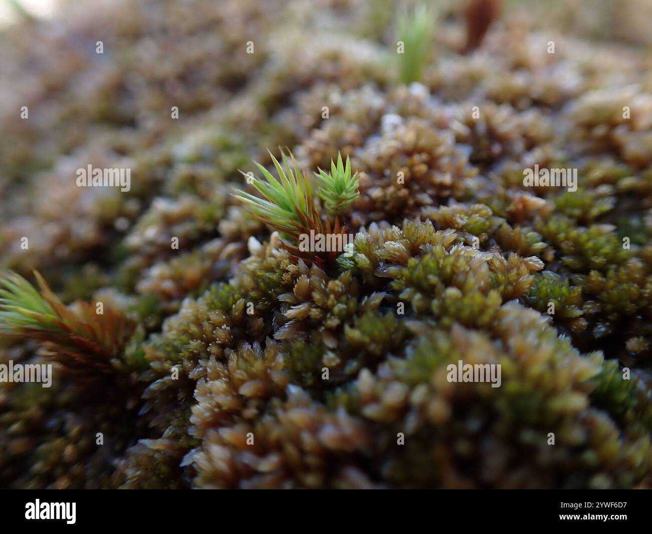 Polytrichum strictum hi-res stock photography and images - Alamy