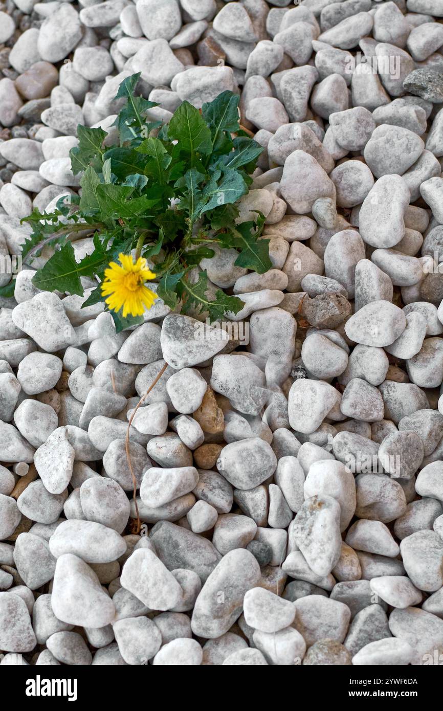 Pebbles flower hi-res stock photography and images - Alamy