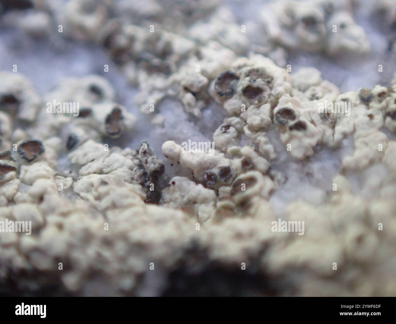 Ascomycete Fungi (Ascomycota Stock Photo - Alamy