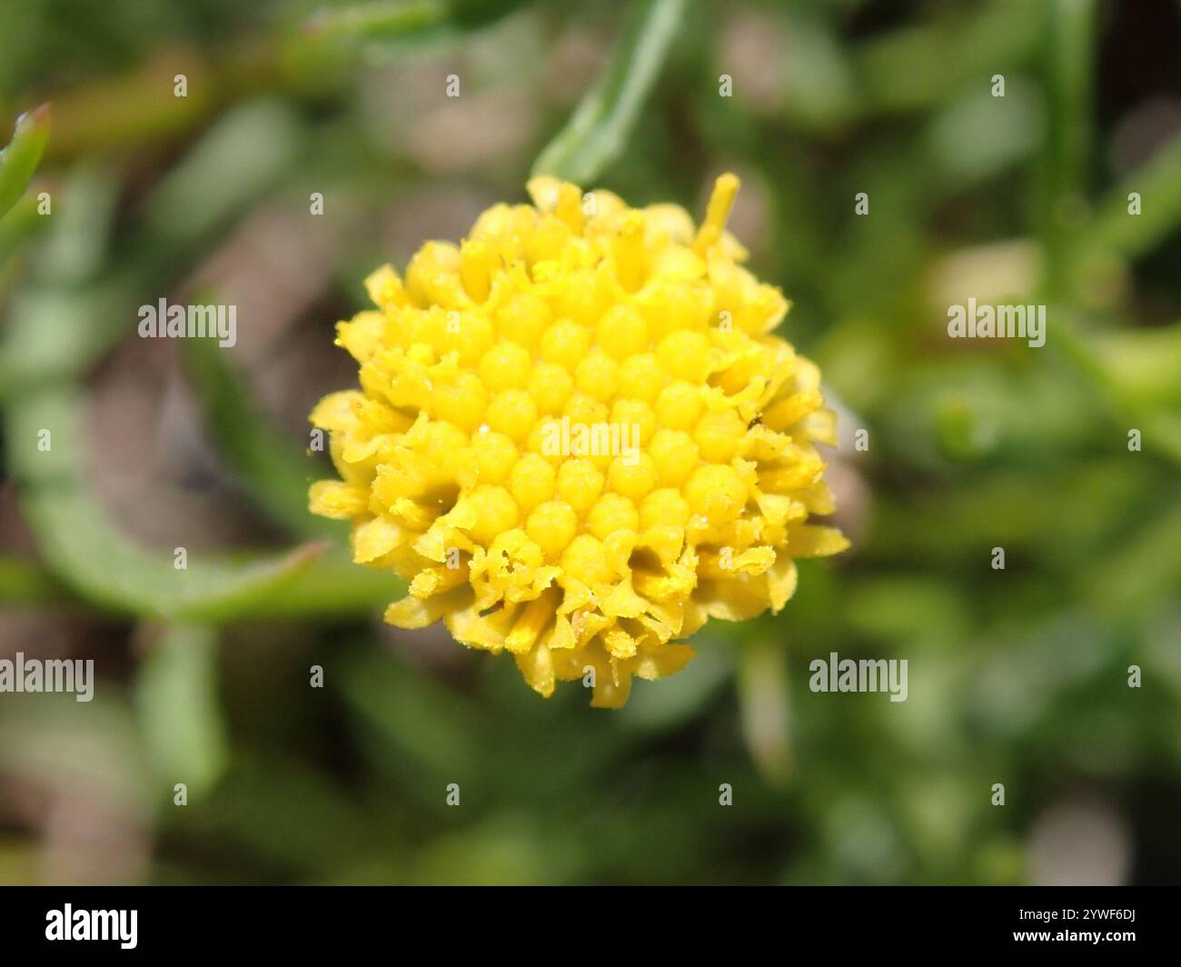 california rayless daisy (Erigeron reductus reductus Stock Photo - Alamy