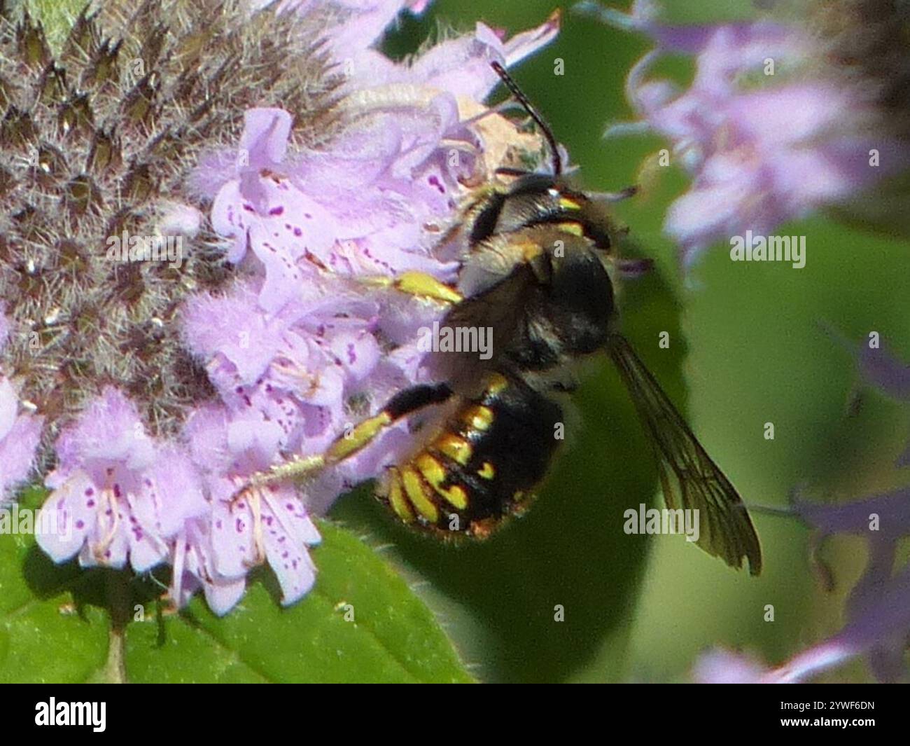 European Woolcarder Bee (Anthidium manicatum Stock Photo - Alamy