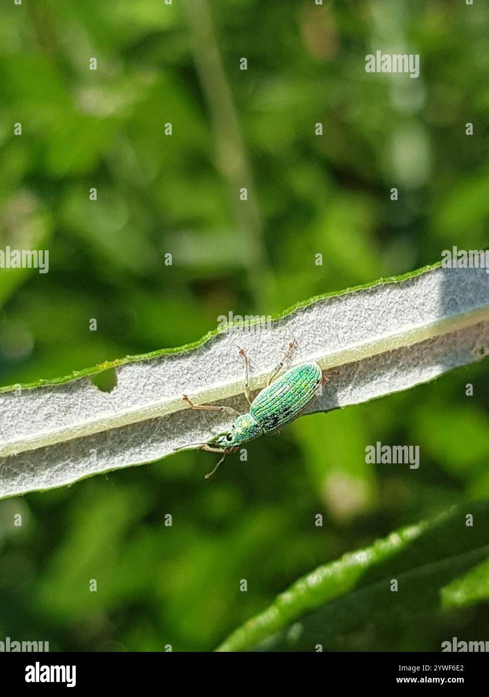 Green Immigrant Leaf Weevil (Polydrusus formosus Stock Photo - Alamy