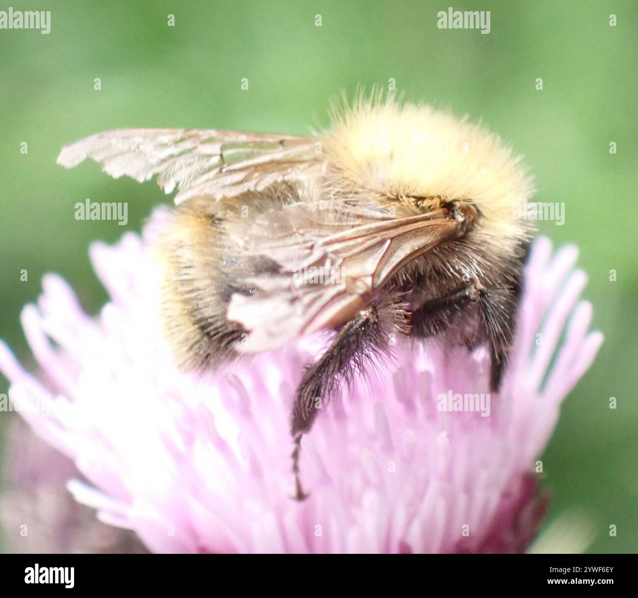 Common Carder Bumble Bee (Bombus pascuorum Stock Photo - Alamy