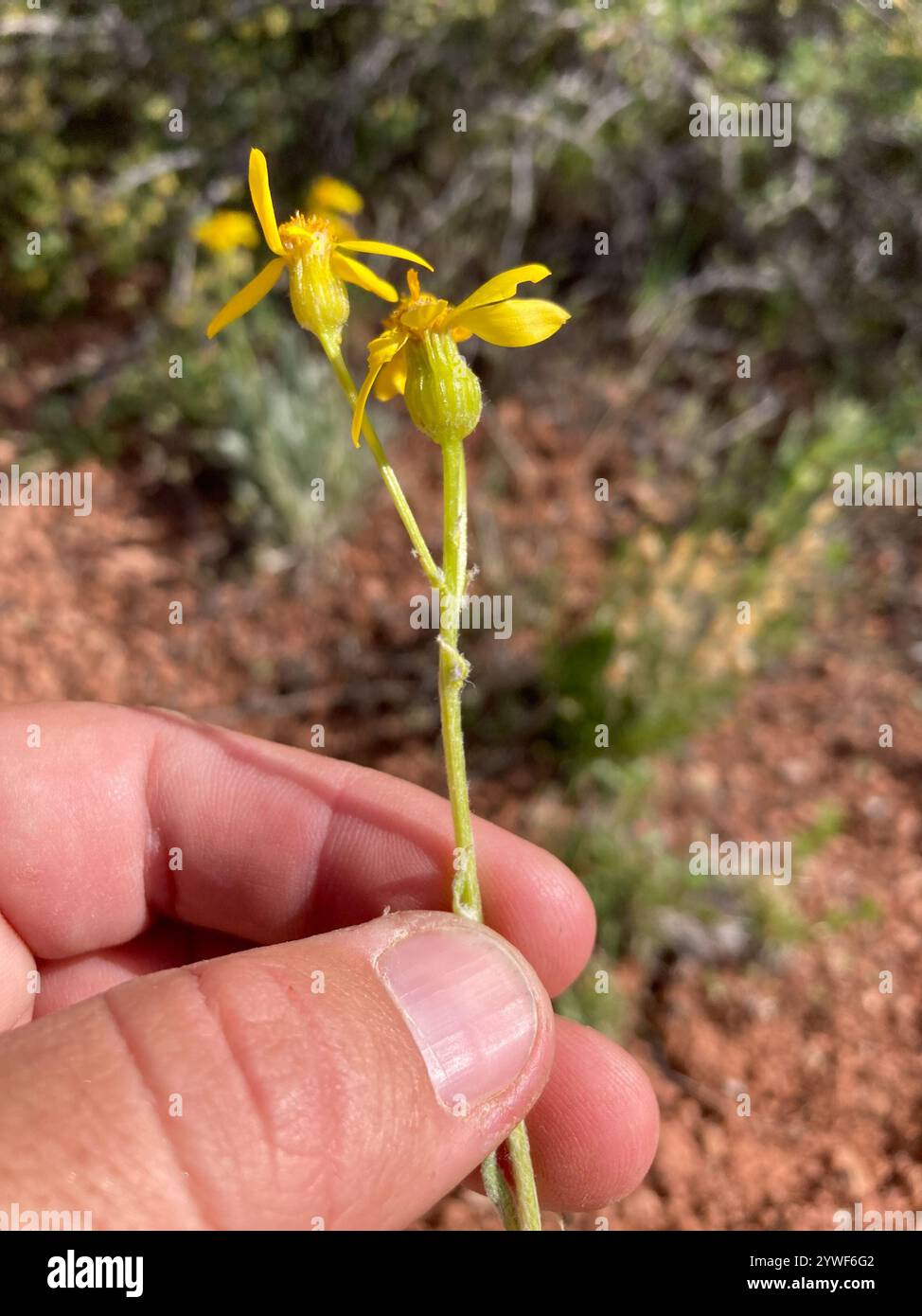 woolly groundsel (Packera cana Stock Photo - Alamy