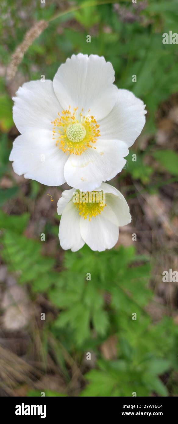 Snowdrop Anemone (Anemonoides sylvestris Stock Photo - Alamy