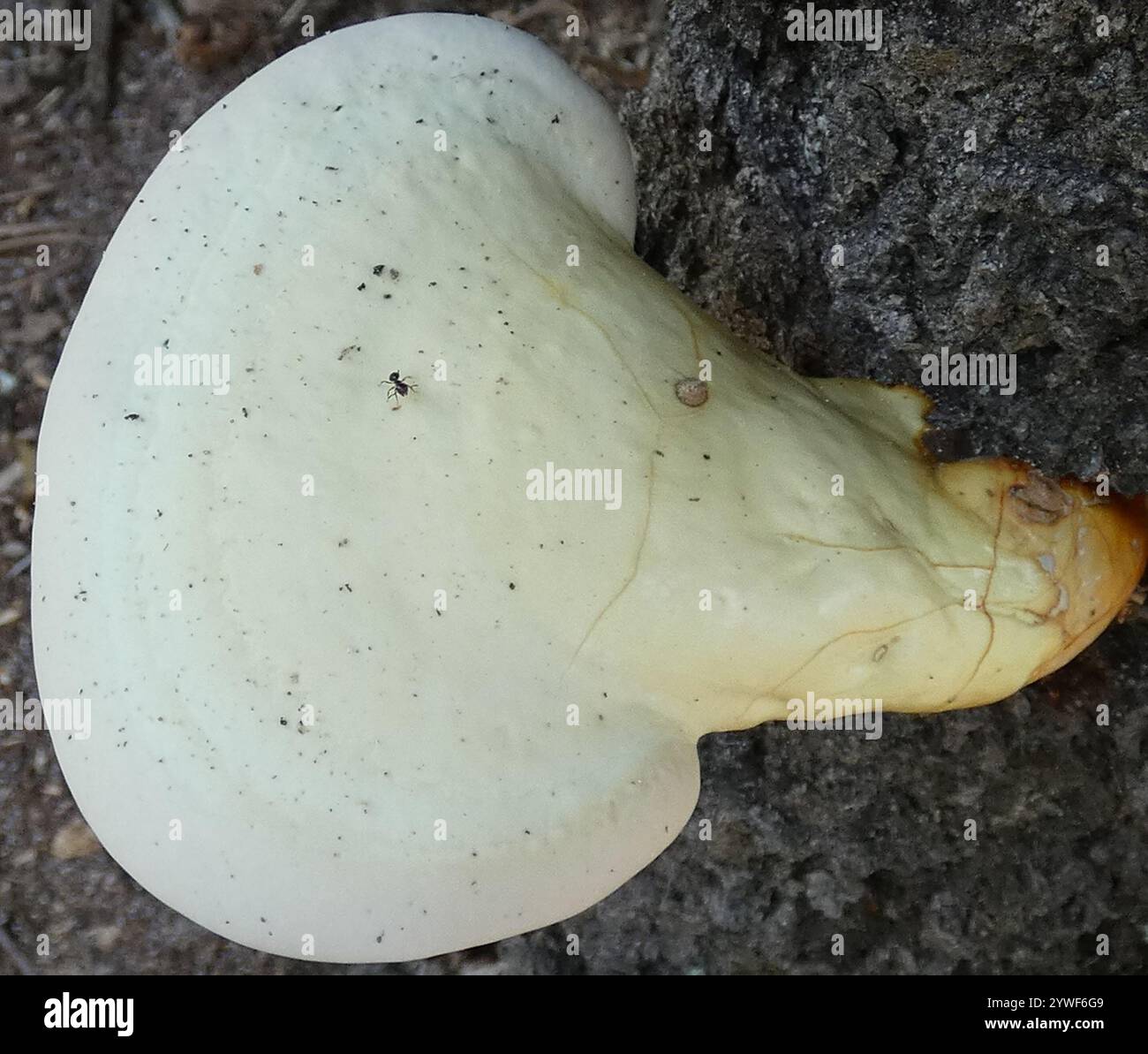 golden reishi (Ganoderma curtisii Stock Photo - Alamy