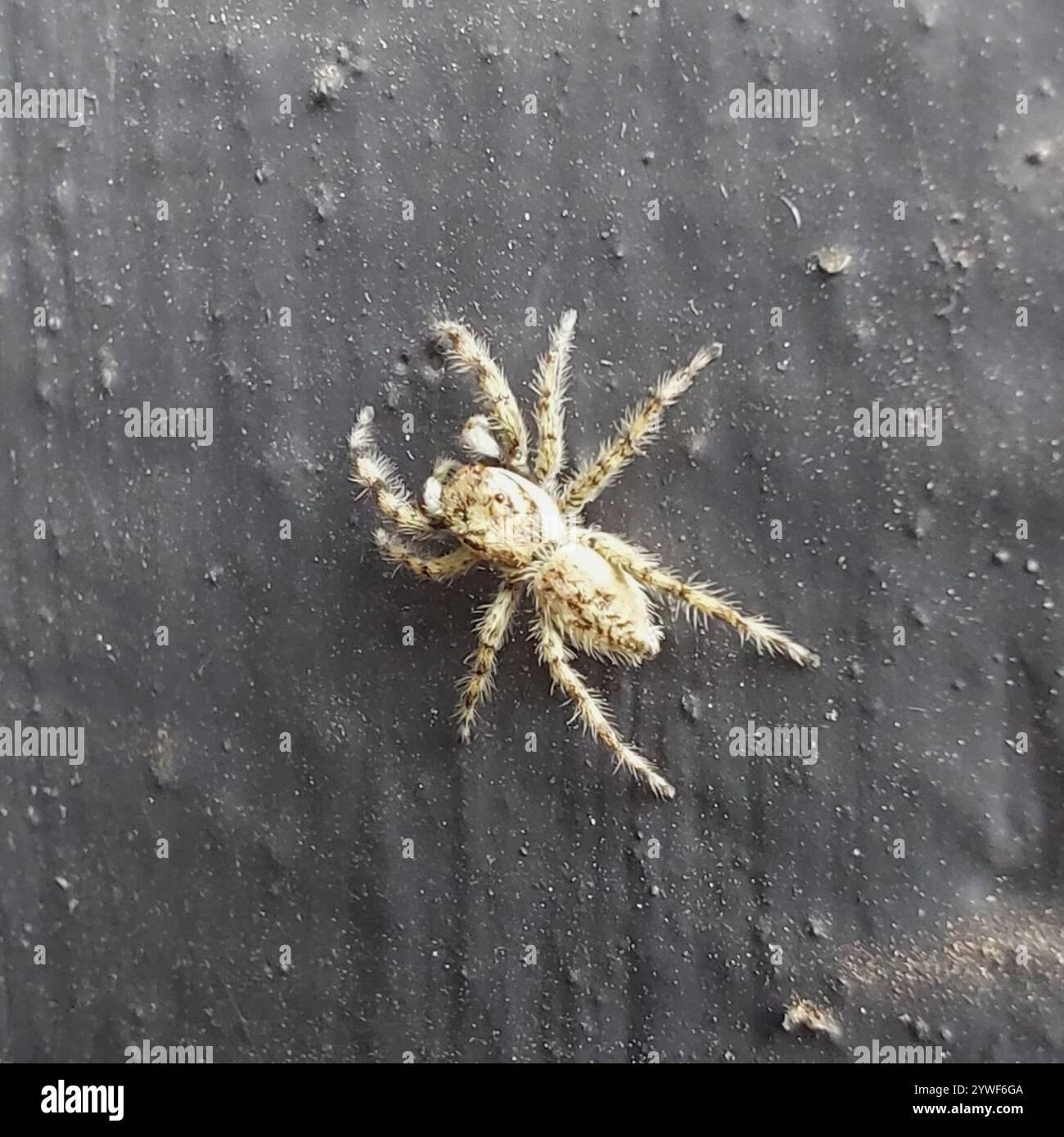 Pantropical Jumping Spider (Plexippus paykulli Stock Photo - Alamy