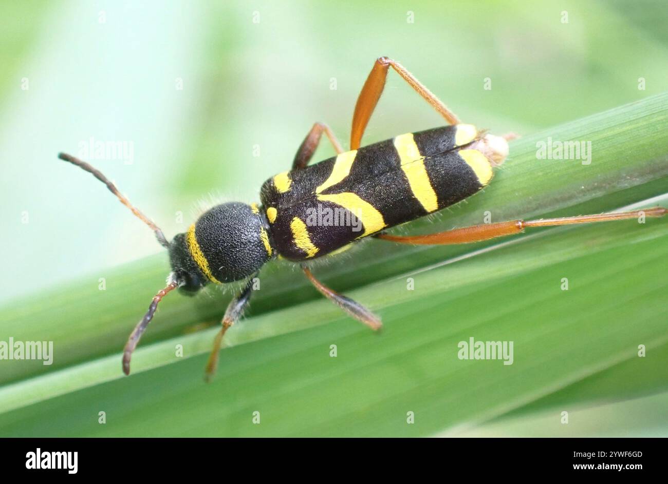 Wasp Beetle (Clytus arietis Stock Photo - Alamy