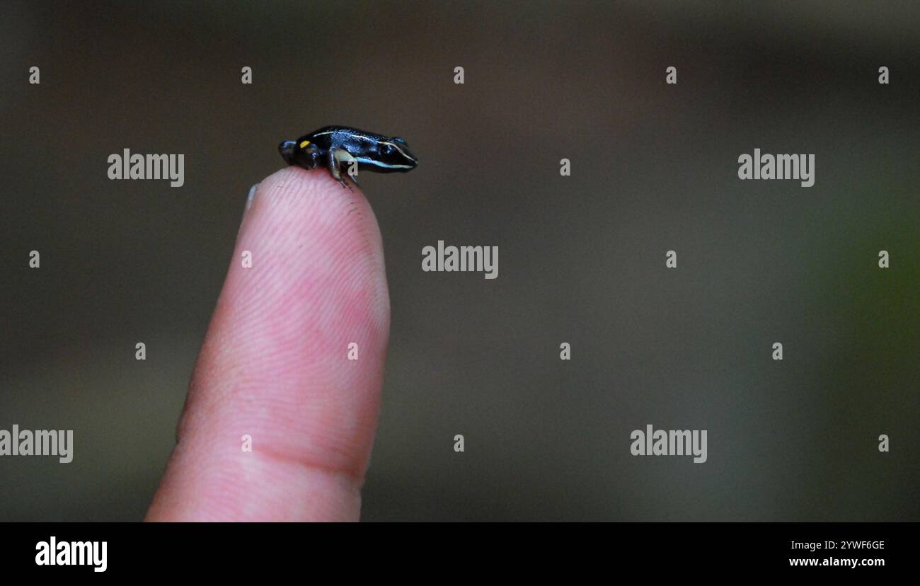 Allobates femoralis hi-res stock photography and images - Alamy