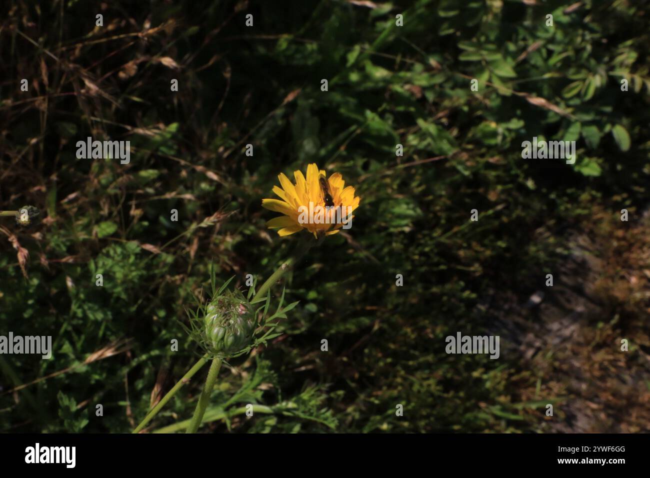 Variable Duskyface Fly (Melanostoma mellinum Stock Photo - Alamy
