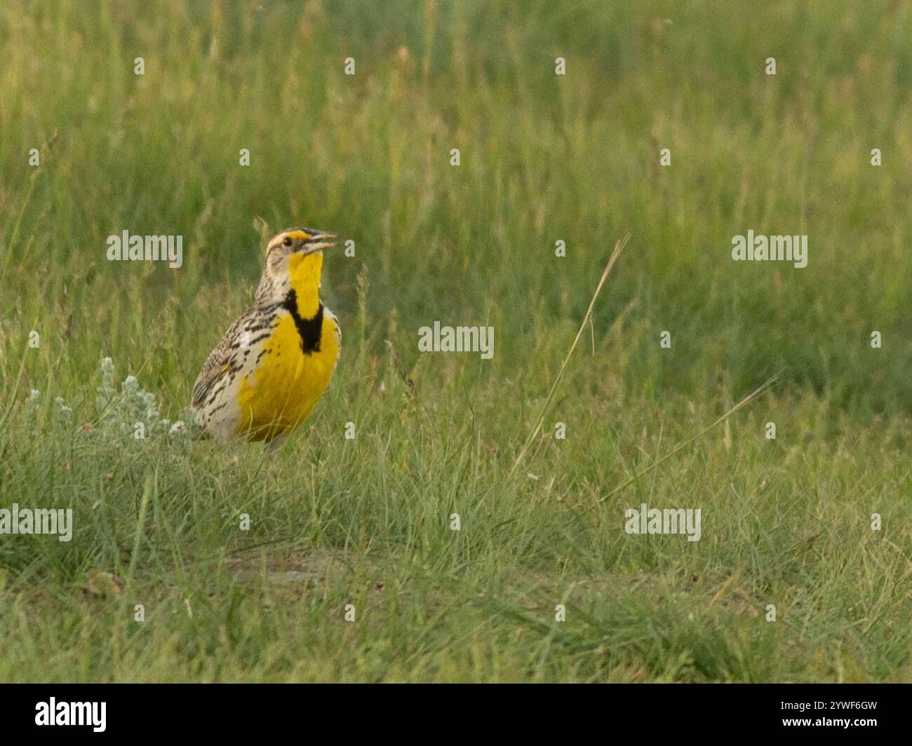 Western Meadowlark (Sturnella neglecta Stock Photo - Alamy