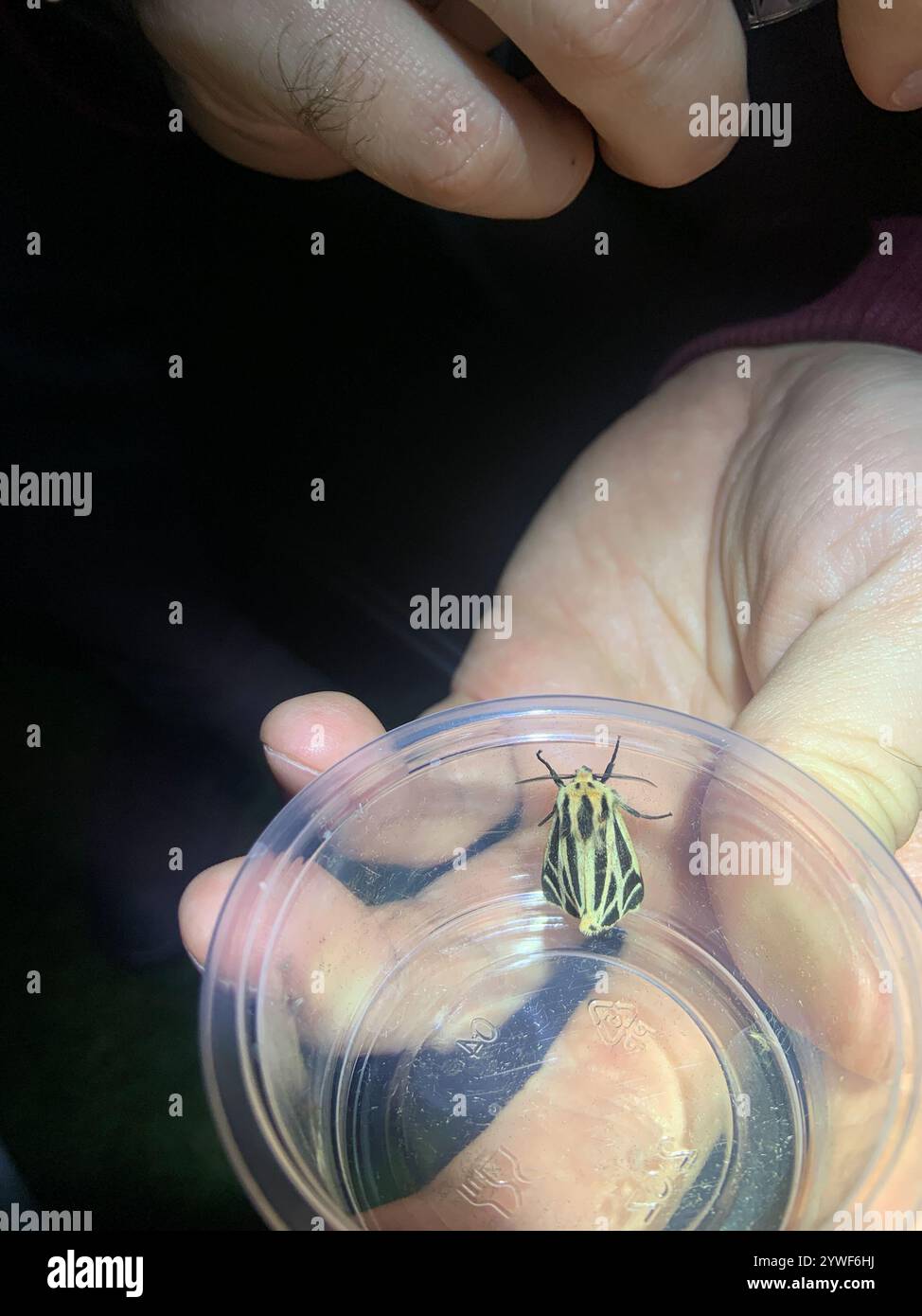 Harnessed Tiger Moth (Apantesis phalerata Stock Photo - Alamy