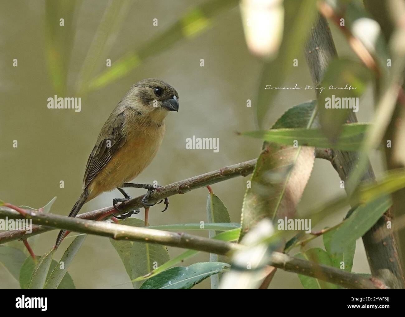 Cinnamon-rumped Seedeater (Sporophila torqueola Stock Photo - Alamy