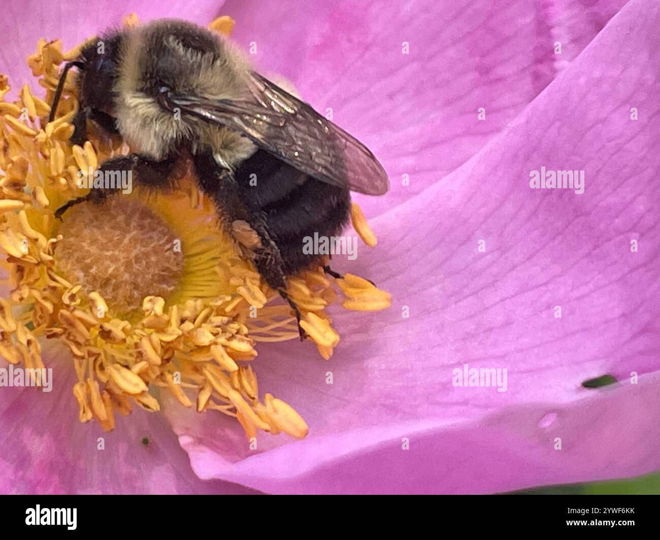 Common Eastern Bumble Bee (Bombus impatiens Stock Photo - Alamy