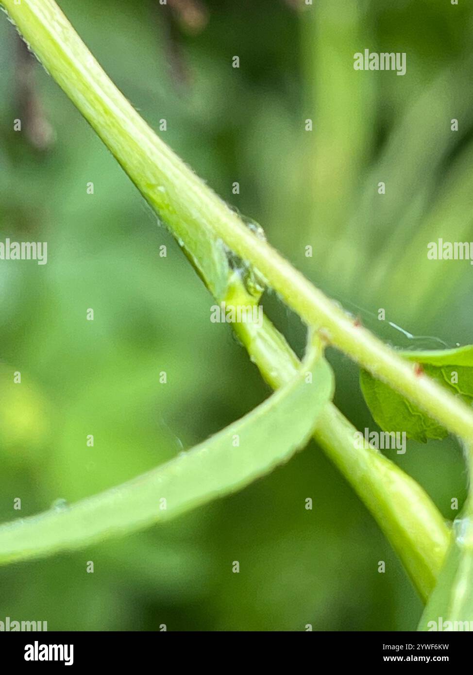 swamp rose (Rosa palustris Stock Photo - Alamy