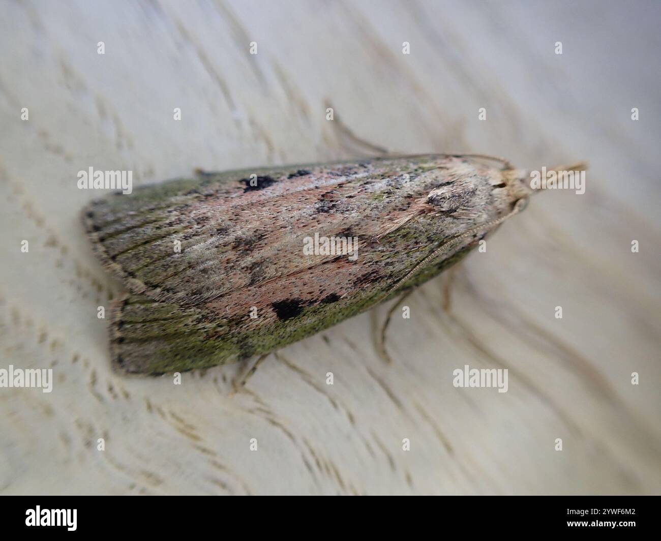 Bee Moth (Aphomia sociella Stock Photo - Alamy
