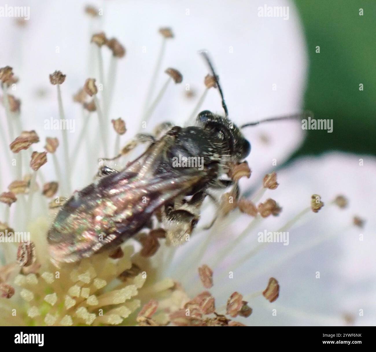 Mining Bees (Andrena Stock Photo - Alamy