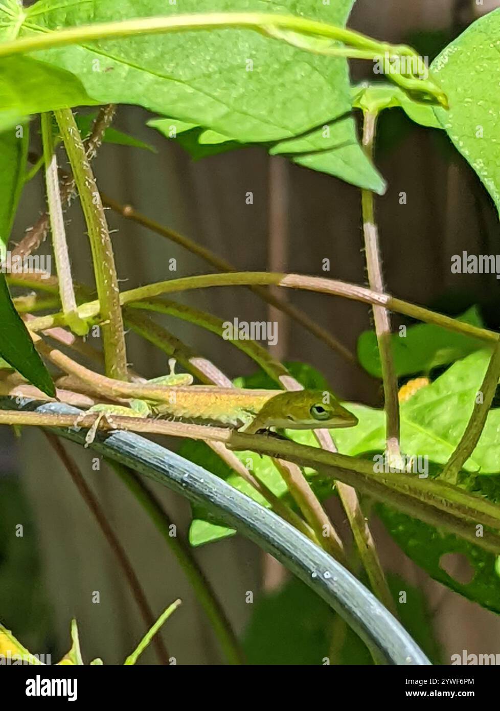 Green Anole (Anolis carolinensis Stock Photo - Alamy