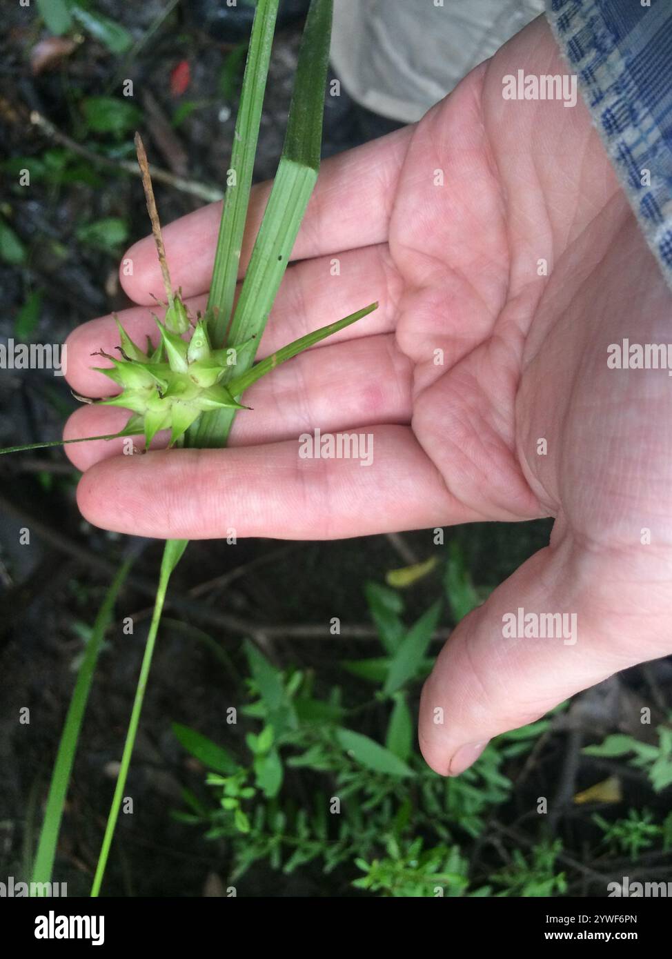 bladder sedge (Carex intumescens Stock Photo - Alamy