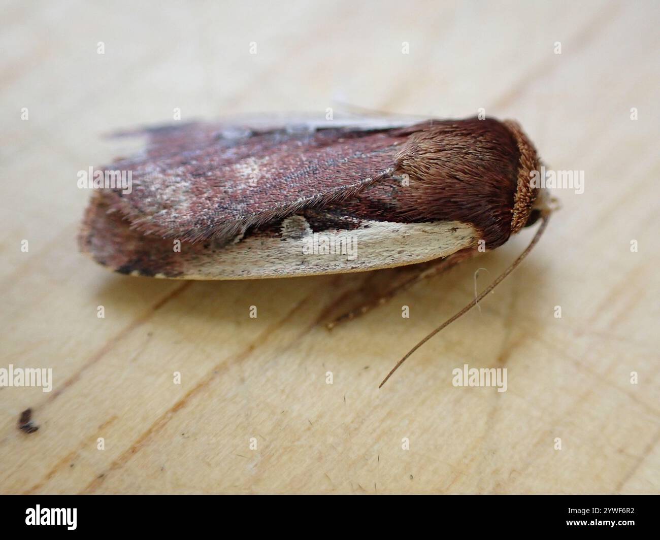 Flame Shoulder Moth (Ochropleura plecta Stock Photo - Alamy