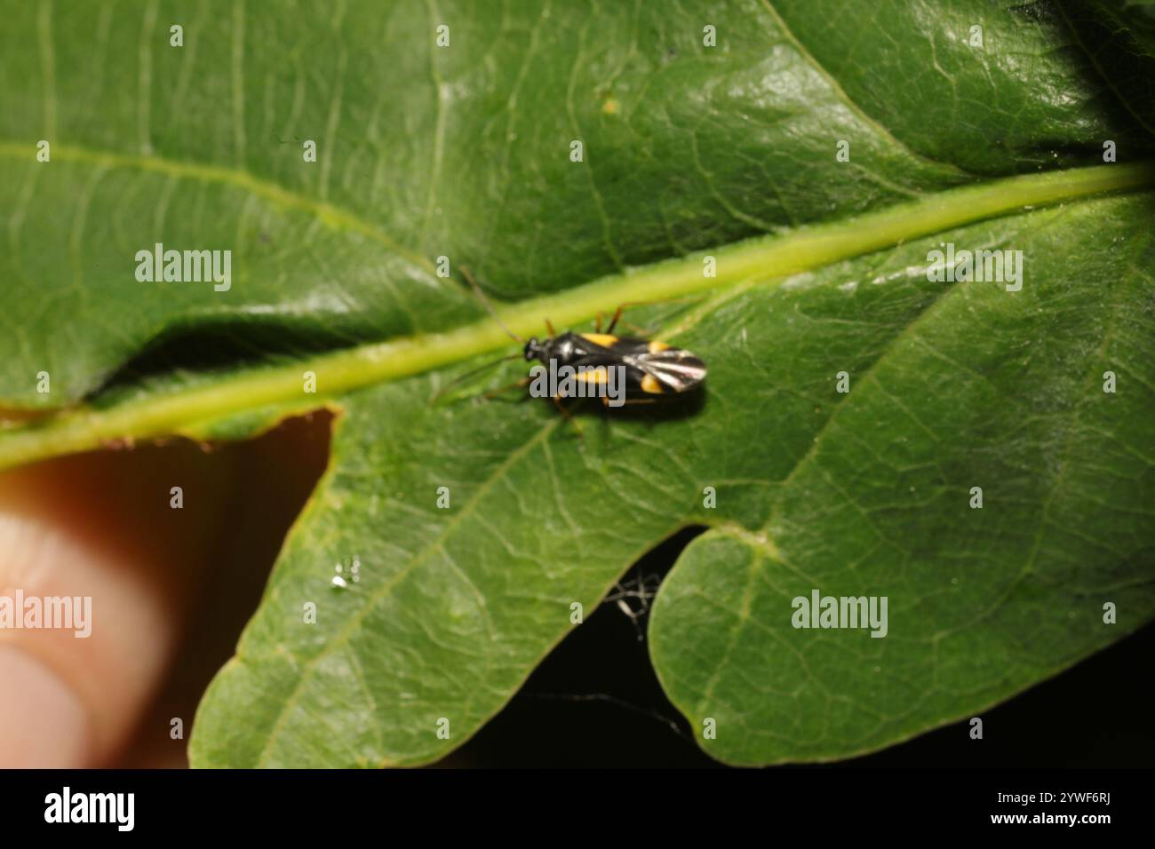 four-spotted plant bug (Dryophilocoris flavoquadrimaculatus Stock Photo ...