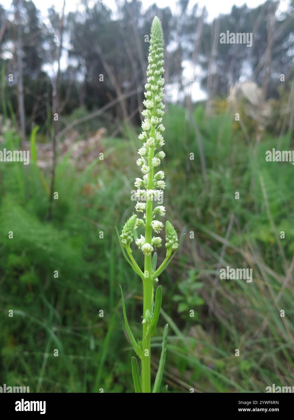 Weld (Reseda luteola Stock Photo - Alamy