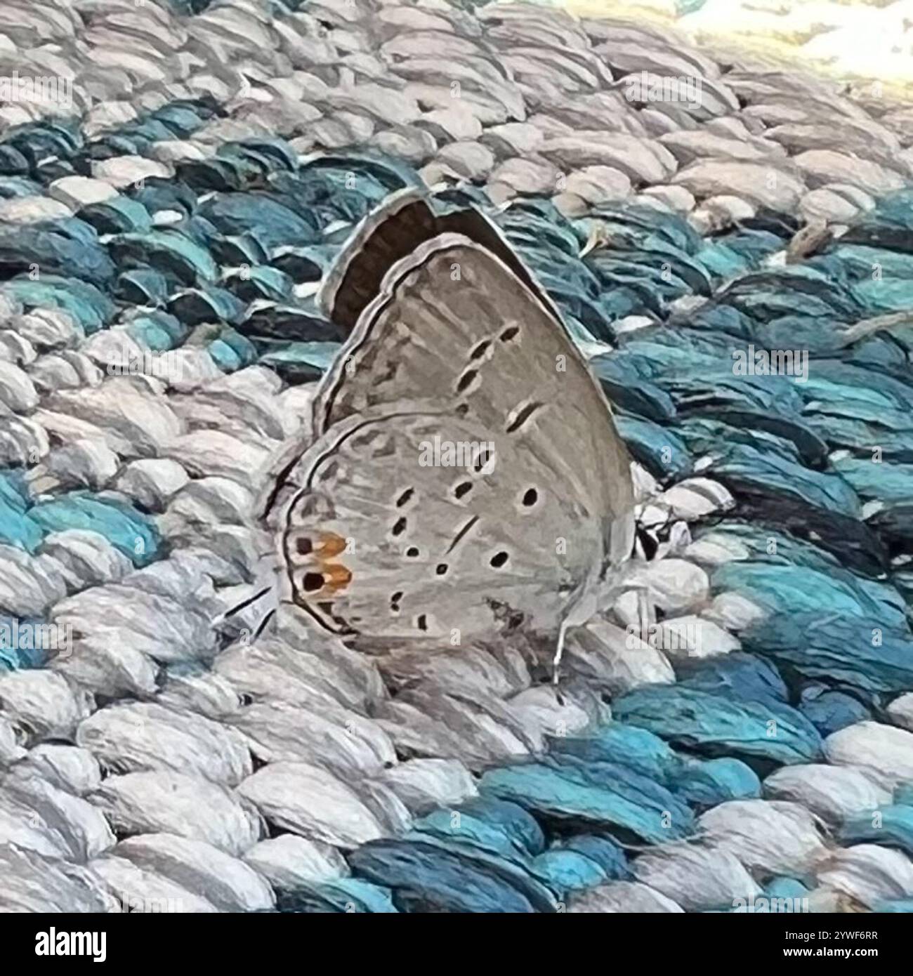 Eastern Tailed-Blue (Cupido comyntas Stock Photo - Alamy