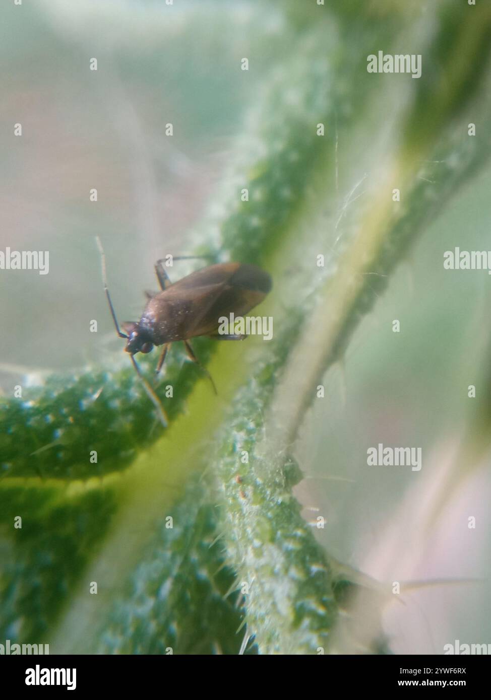 Common Nettle Flower Bug (Plagiognathus arbustorum Stock Photo - Alamy