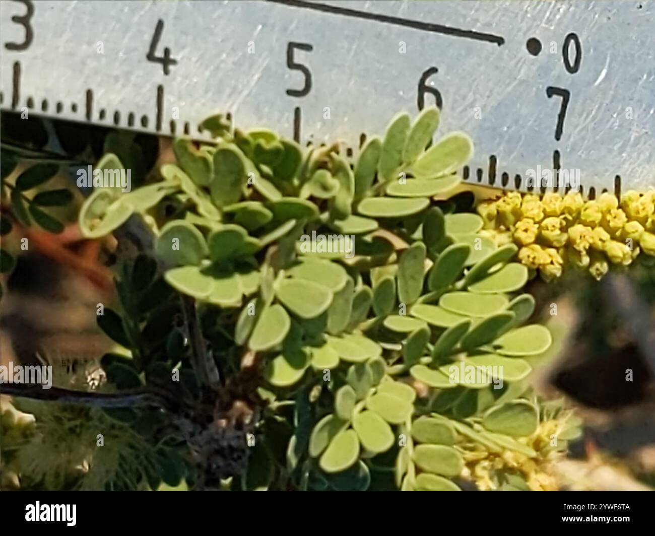Catclaw Acacia (Senegalia greggii Stock Photo - Alamy