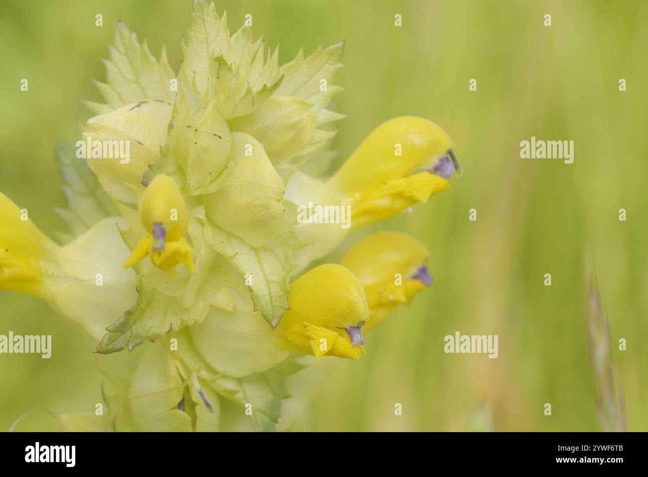 Greater Yellow-rattle (Rhinanthus serotinus Stock Photo - Alamy