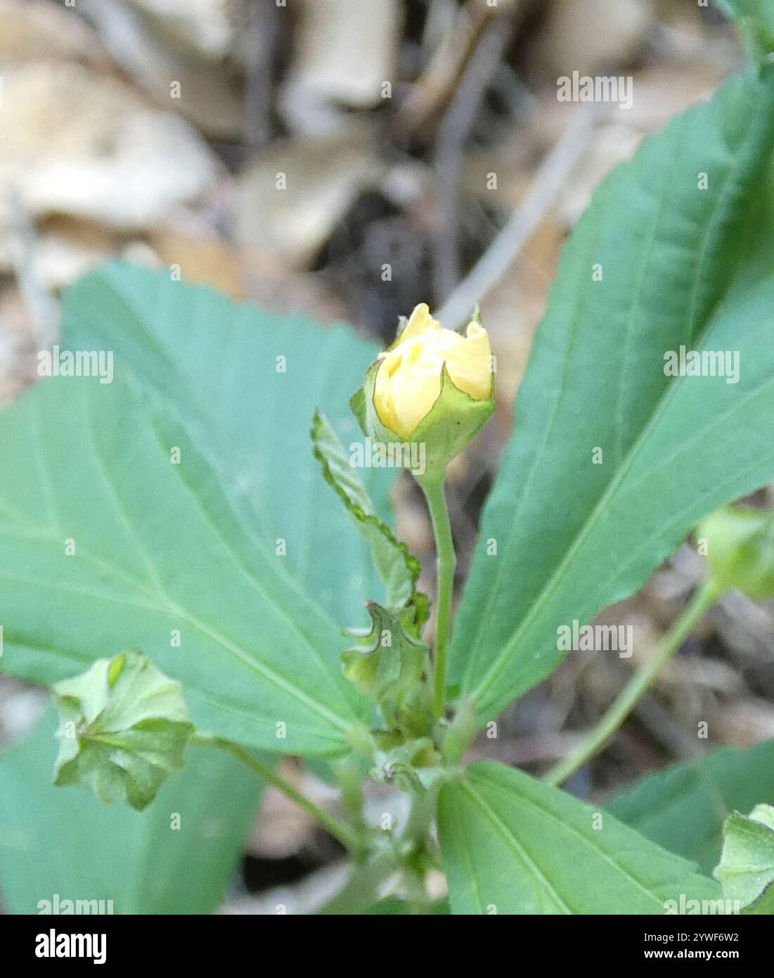 Cuban jute (Sida rhombifolia Stock Photo - Alamy