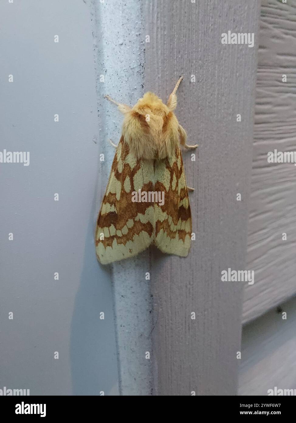 Spotted Tussock Moth (Lophocampa maculata Stock Photo - Alamy