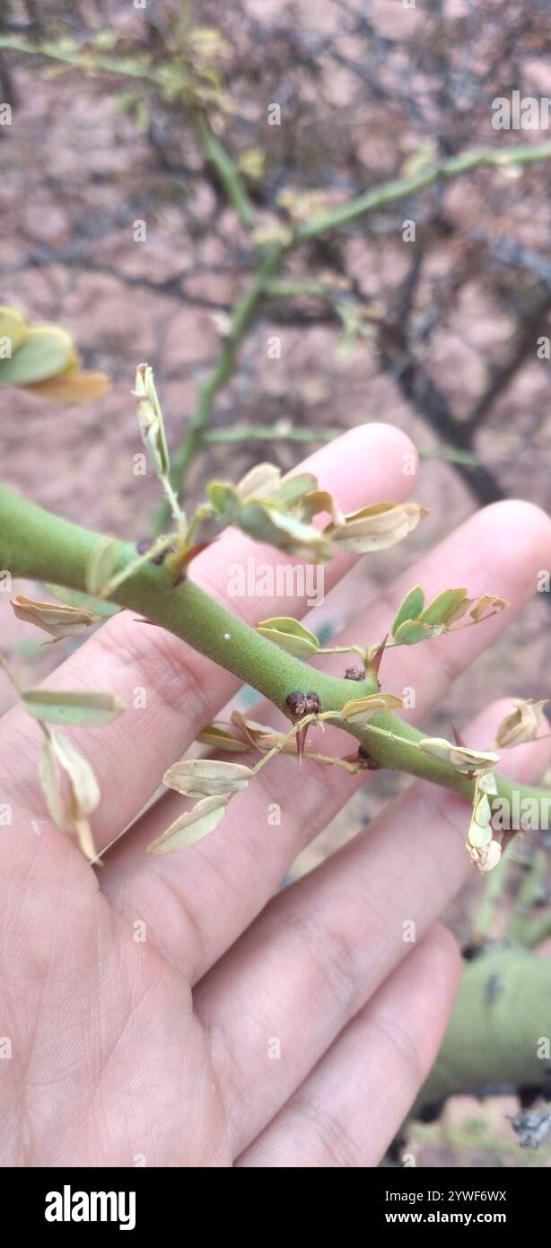 palo brea (Parkinsonia praecox Stock Photo - Alamy