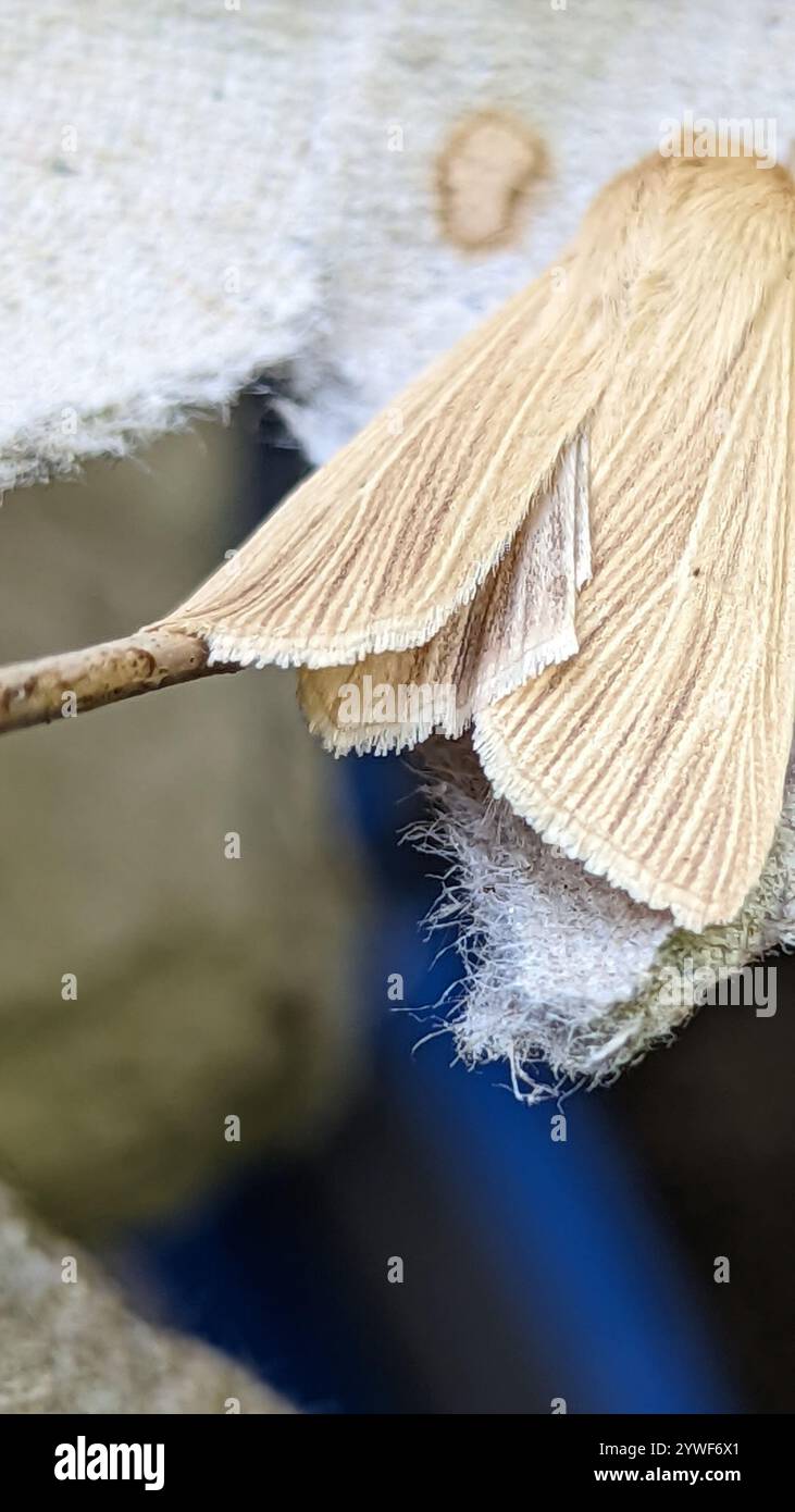 Common Wainscot (Mythimna pallens Stock Photo - Alamy