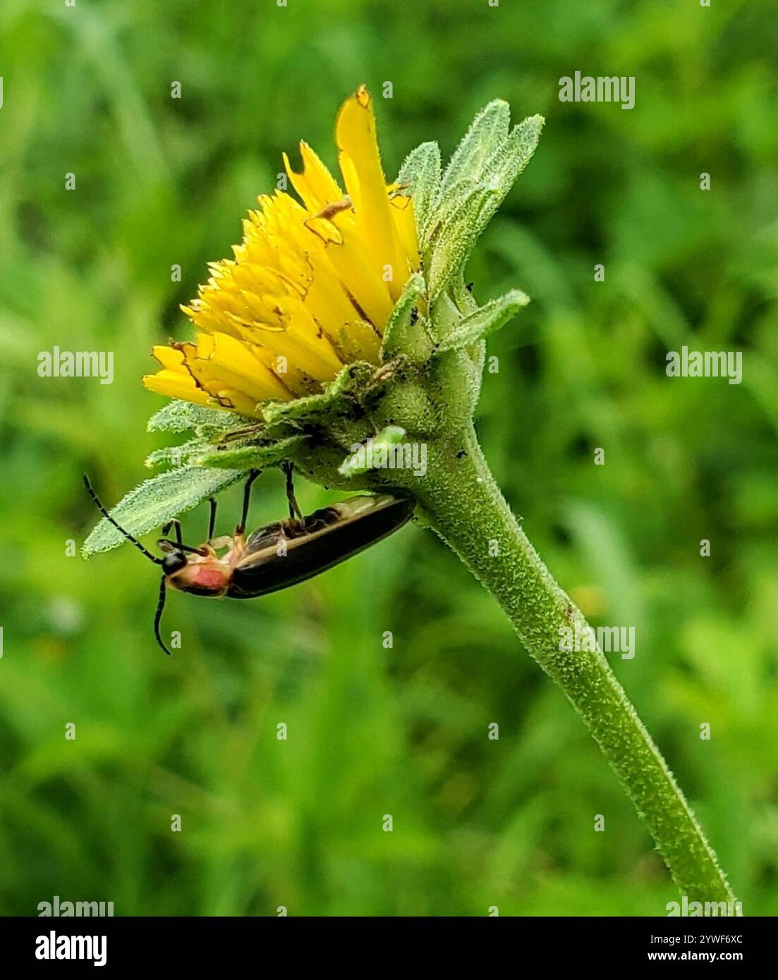 Common Eastern Firefly (Photinus pyralis Stock Photo - Alamy